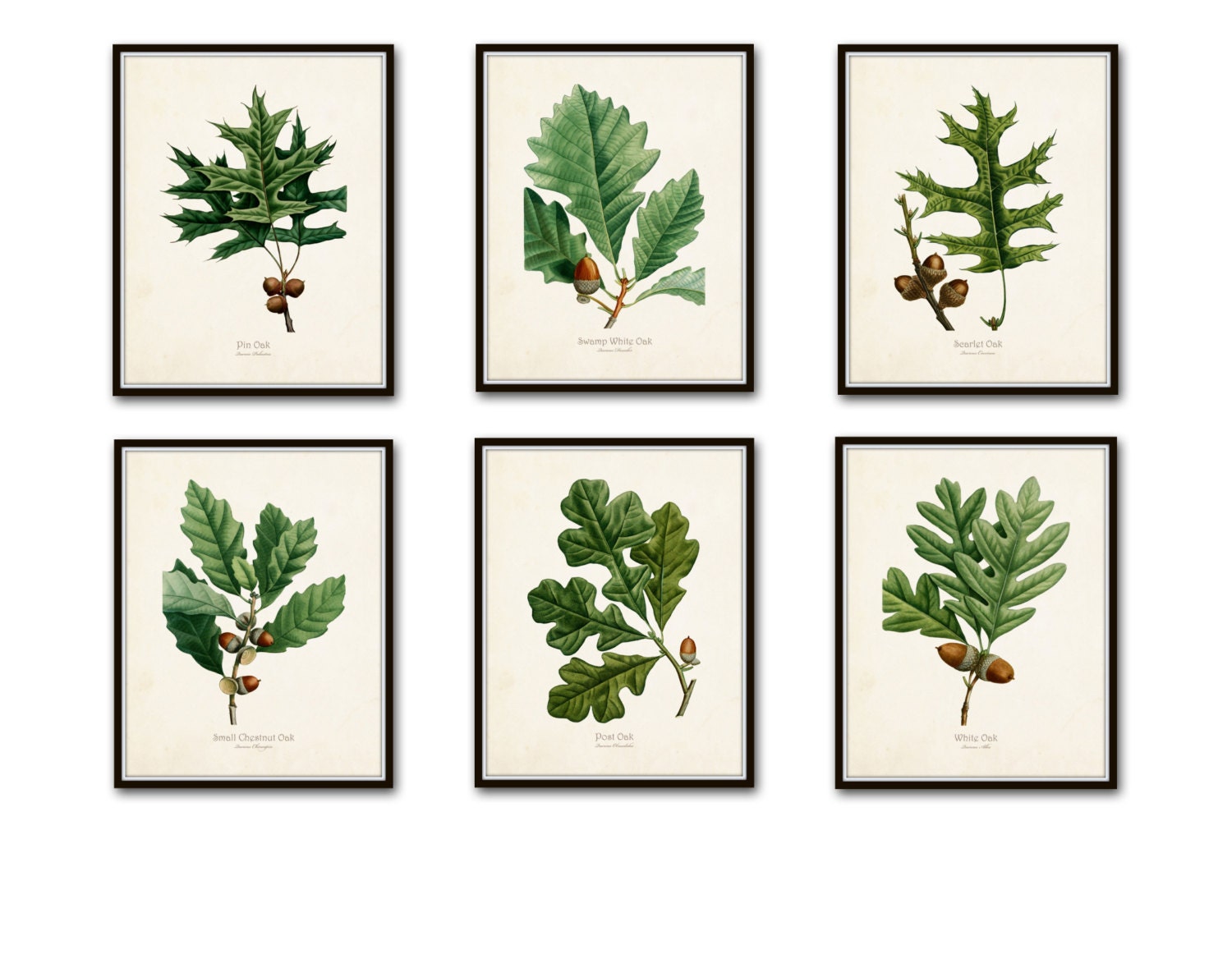 Oak Leaf Botanical Print Set No. 3 Botanical Prints Antique