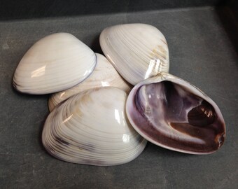 Quahog clam shell | Etsy