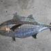 Blue Fin Tuna Fish Metal Sculpture 36in Tropical Beach Coastal