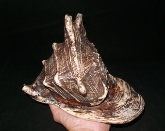 Nepal conch shell | Etsy