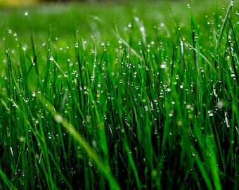 Morning Dew dragon egg gray with iridescent purple green