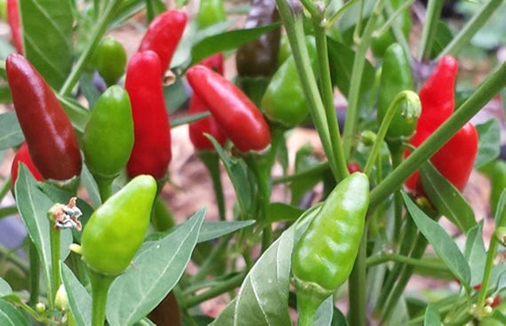 African Bird's Eye Pepper seeds Capsicum frutescens