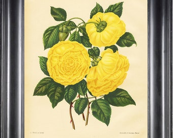 Rose Print 8x10 Botanical Art H288 Beautiful Flower Print