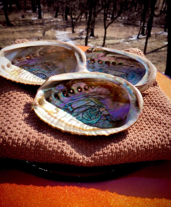 Abalone Shell Perfect For Smudge Sticks Alter Tool High