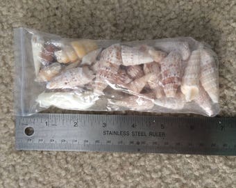 Miter Shells South Indo Pacific Caribbean Vintage Seba