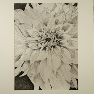 Peony drawing | Etsy