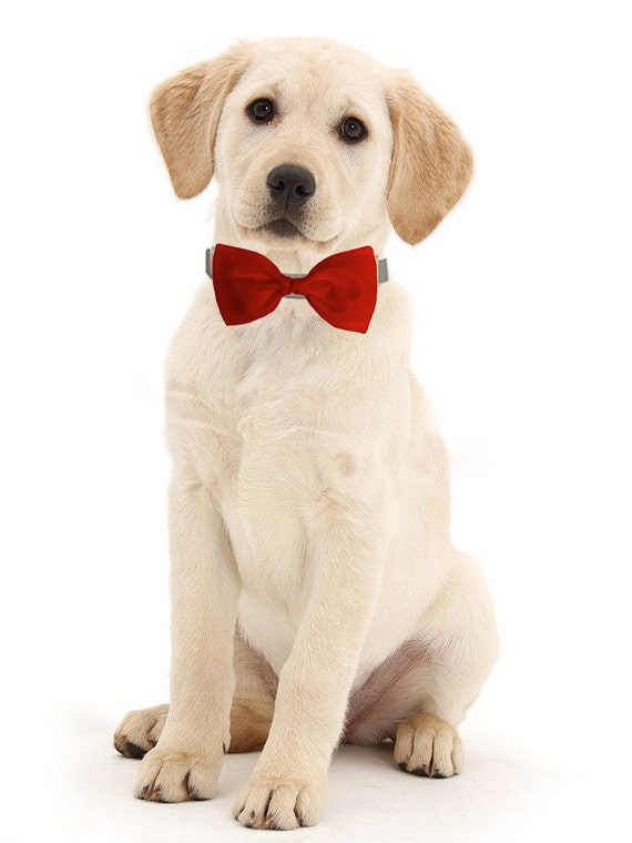 Red Dog Bow Tie Formal Bow Tie for Dogs Detachable Dog Bow