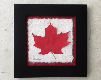 Real Pressed Cannabis Leaf picture behind glass. Available in