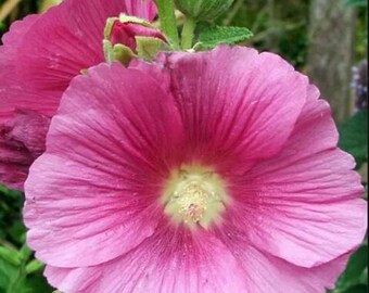 Pink hollyhocks | Etsy
