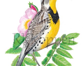 Wild prairie rose | Etsy