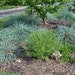 Love Grass Blue Ornamental Grass Eragrostis elliotii Blue