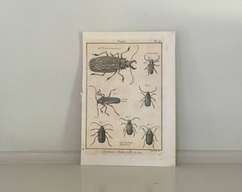 1930 Insectes planche illustrée couleur ancienne originale