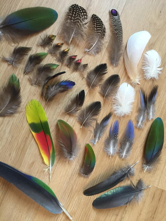 rare set of 35 iridescent and colorful feathers rare