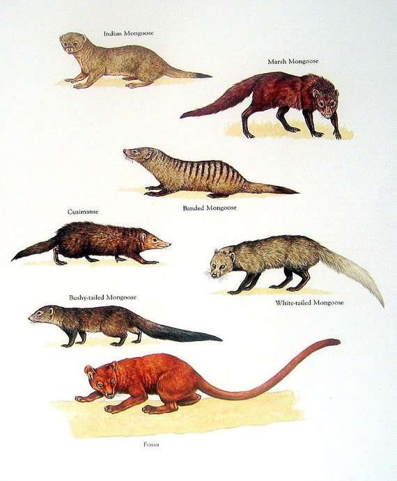 Mongoose Indian Mongoose Cusimanse Marsh Mongoose Banded