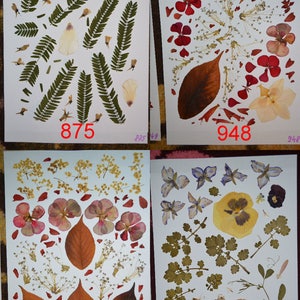 Pressed leaves | Etsy