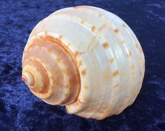 10 Turkey Wing Seashells Craft Seashells Beach Decor Craft