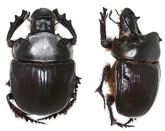 Dung beetle art | Etsy