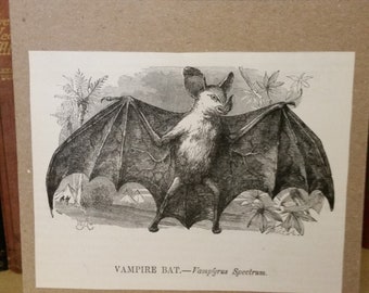 Victorian Vampire Bat Art Print 8 x 10 Victorian Bat Anatomy