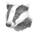 Print Sleepy Badger Pencil Drawing