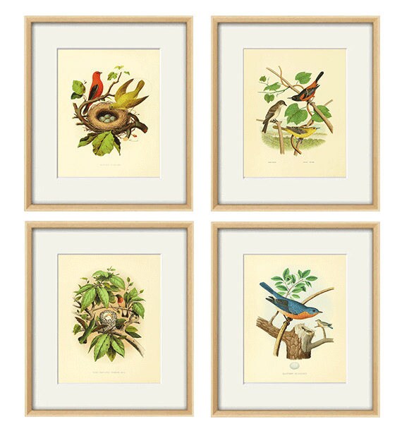 Bird art print set antique prints natural history art print