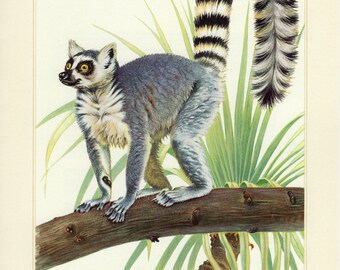 Lemur print | Etsy