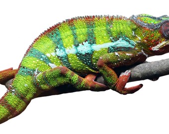 Alligator Smile Photo Gator Photography Florida Reptile