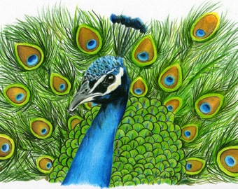 Peacock art print | Etsy