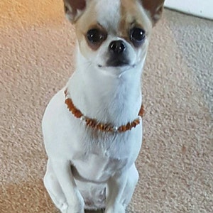 Pearl dog collar | Etsy