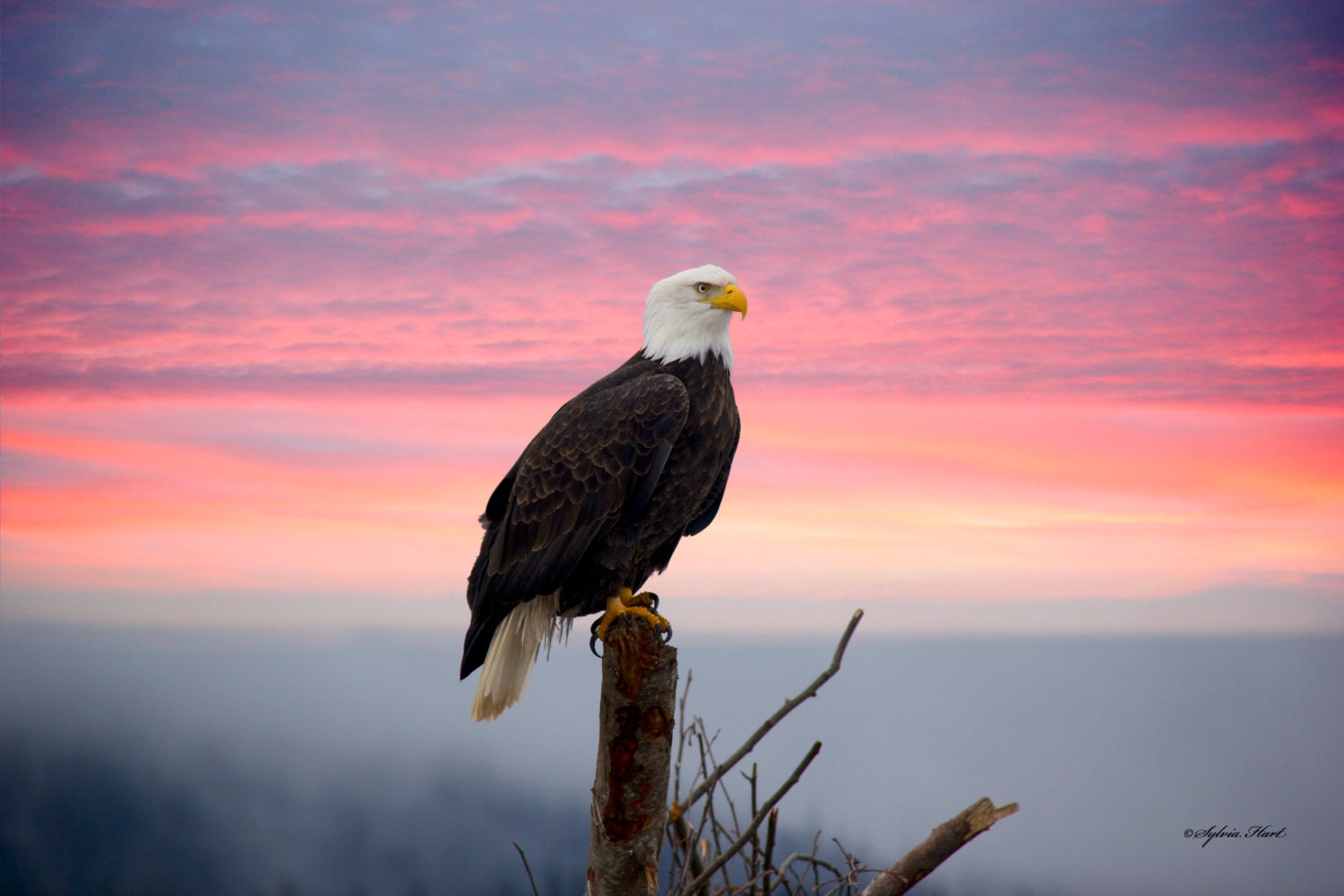 Wildlife Photography Bald Eagle Photo Print 8x10