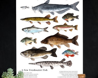 Freshwater fish art | Etsy