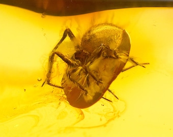 Amber insect | Etsy