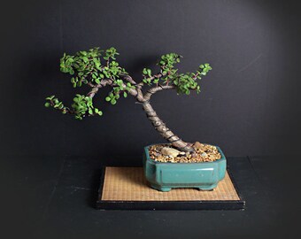 Bonsai tree | Etsy