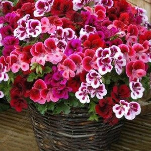 Geranium seeds | Etsy