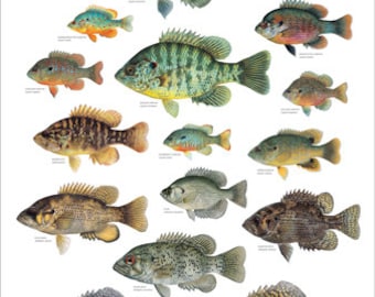 Bluegill Open Edition Print by Flick Ford sunfish panfish