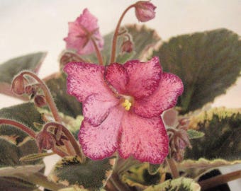 African violet | Etsy