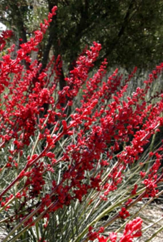 VikkiVinesRED CORAL YUCCA Hummingbird Magnet Hesperaloe