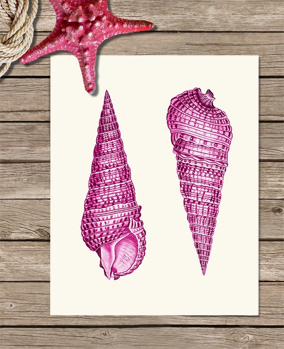 Seashell art print Pink Shell Duo 1 Sea shell art print