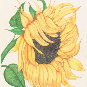 Sunflower drawing | Etsy