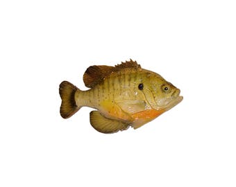 Bluegill wall art | Etsy