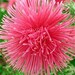 30 SALMON NEEDLE ASTER Callistephus Unicom Flower Seeds Flat