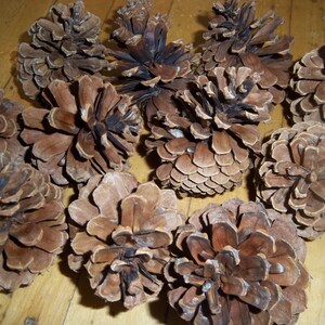 Painted pine cones | Etsy