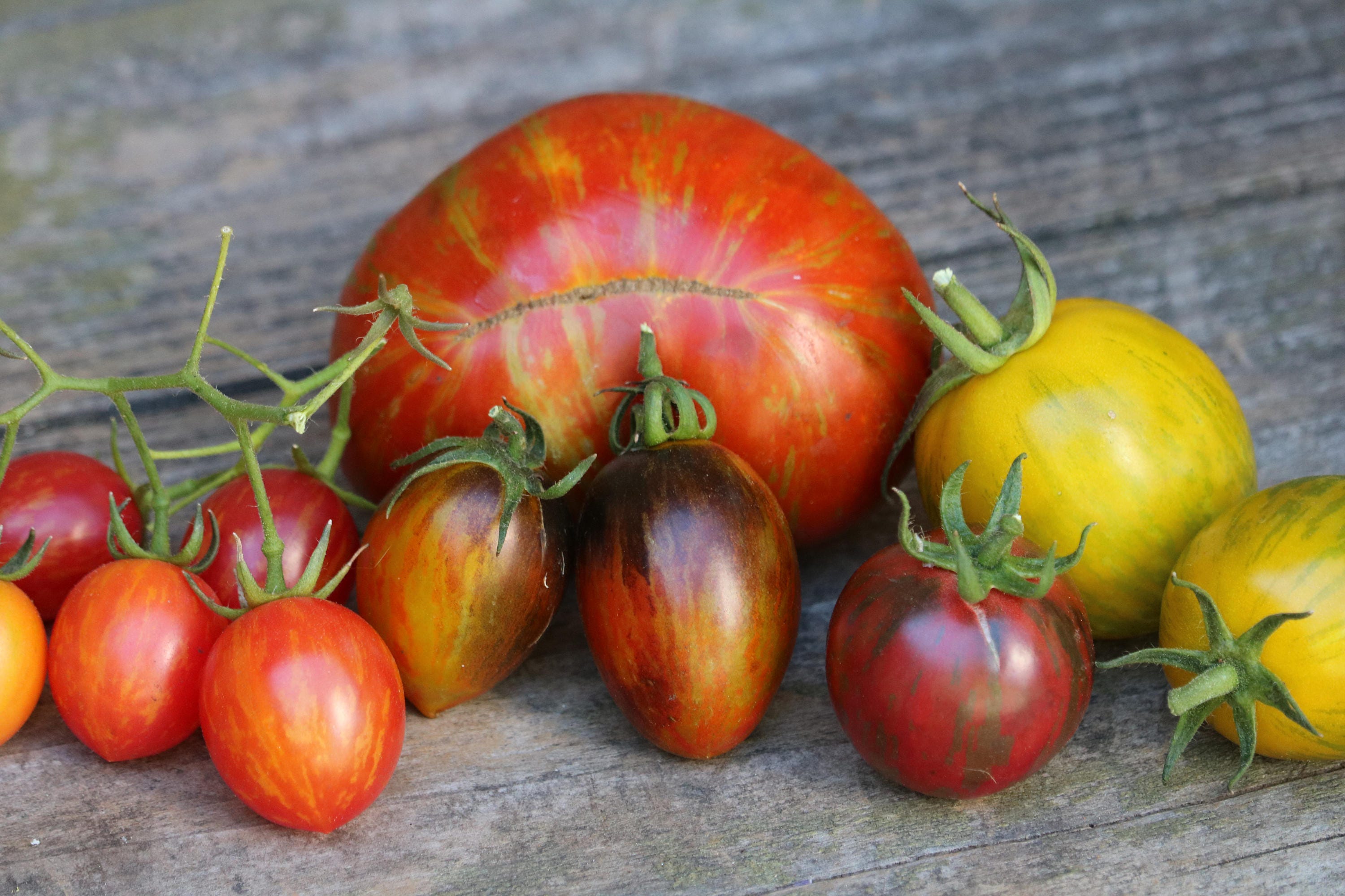 Striped Heirloom Tomato Seed Collection heirloom tomatoes