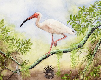 Florida birds | Etsy