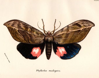 Butterfly engraving | Etsy