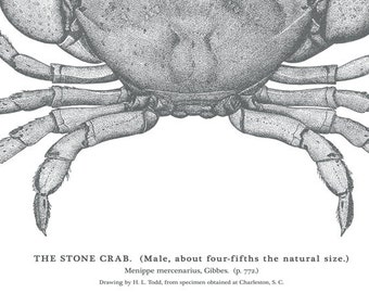 Crab poster | Etsy