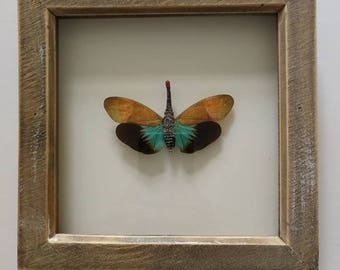 Framed Lanternfly Insect Display Pyrops pyrorhyncha