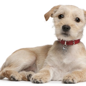 Poodle collar | Etsy