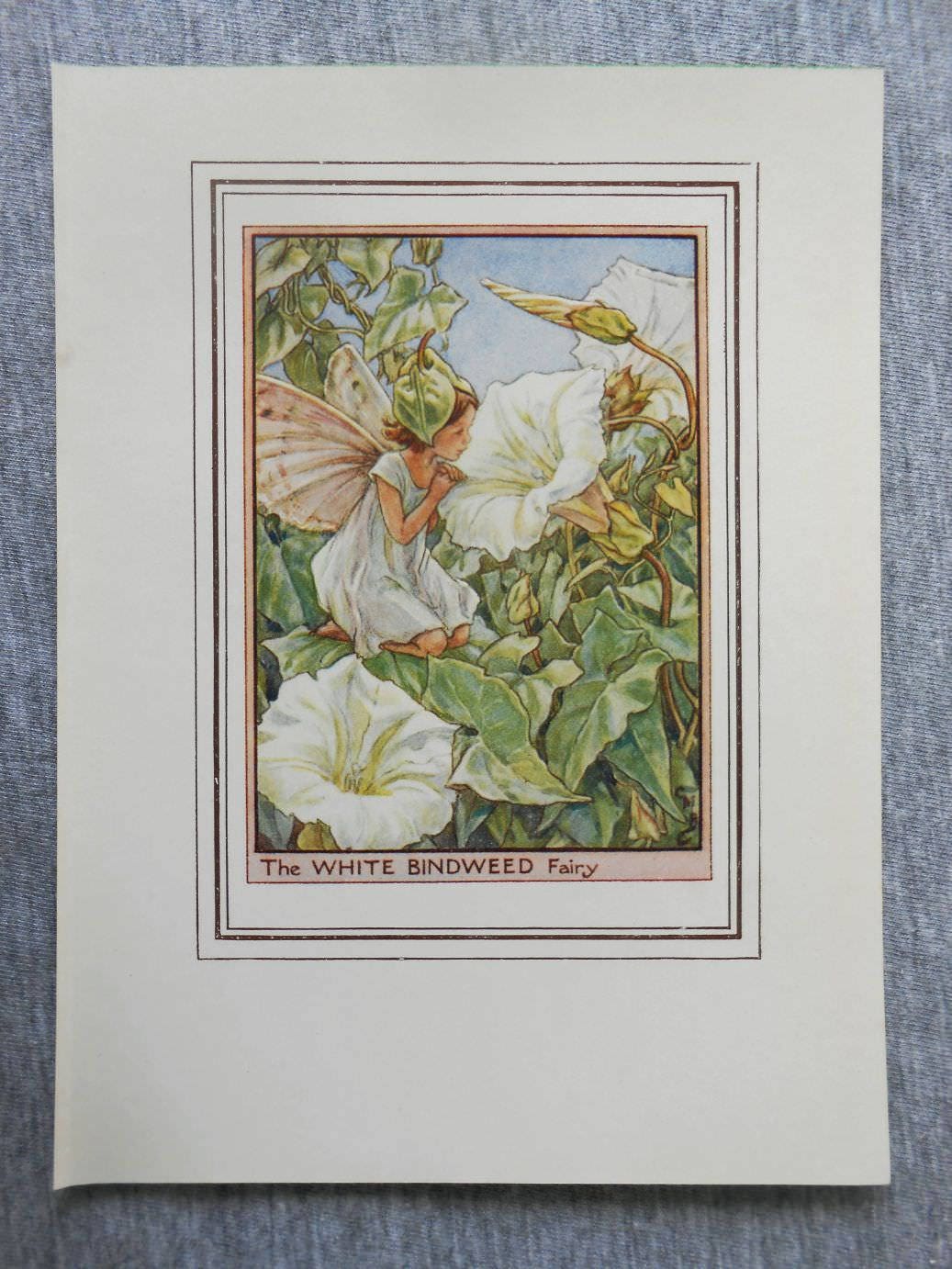 Wit Bindweed Flower Fairy Vintage Print C 1950 Cicely Mary