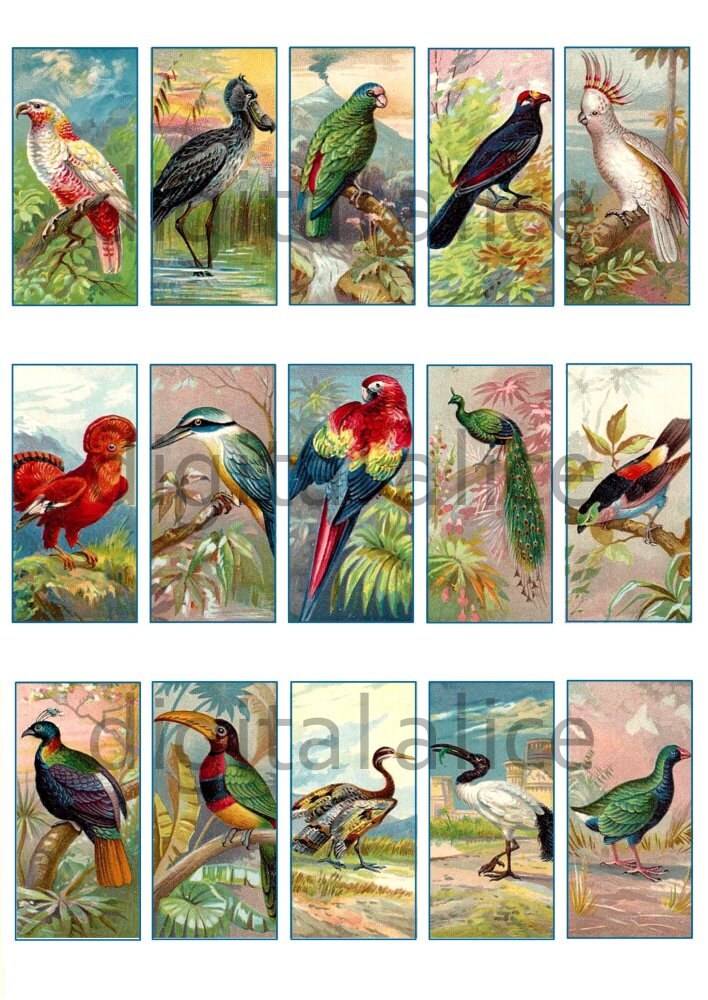 TROPICAL BIRDS Rectangles Instant Download Digital Printable