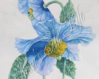 Himalayan blue poppy | Etsy